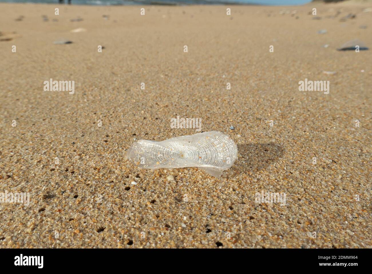 Velella (Velella velella) stranded on a beach of the island of Oleron ...