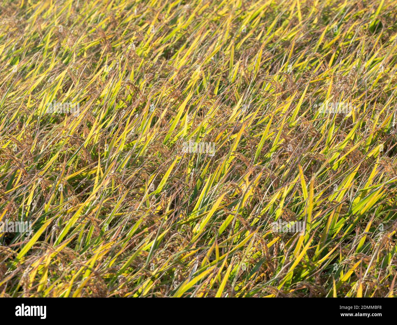 An almost ready to harvest rice field in Matsumoto, Nagano, Japan Stock ...
