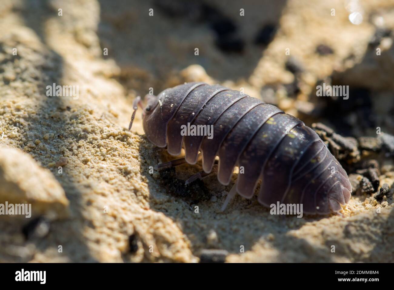 Rock louse hi-res stock photography and images - Alamy