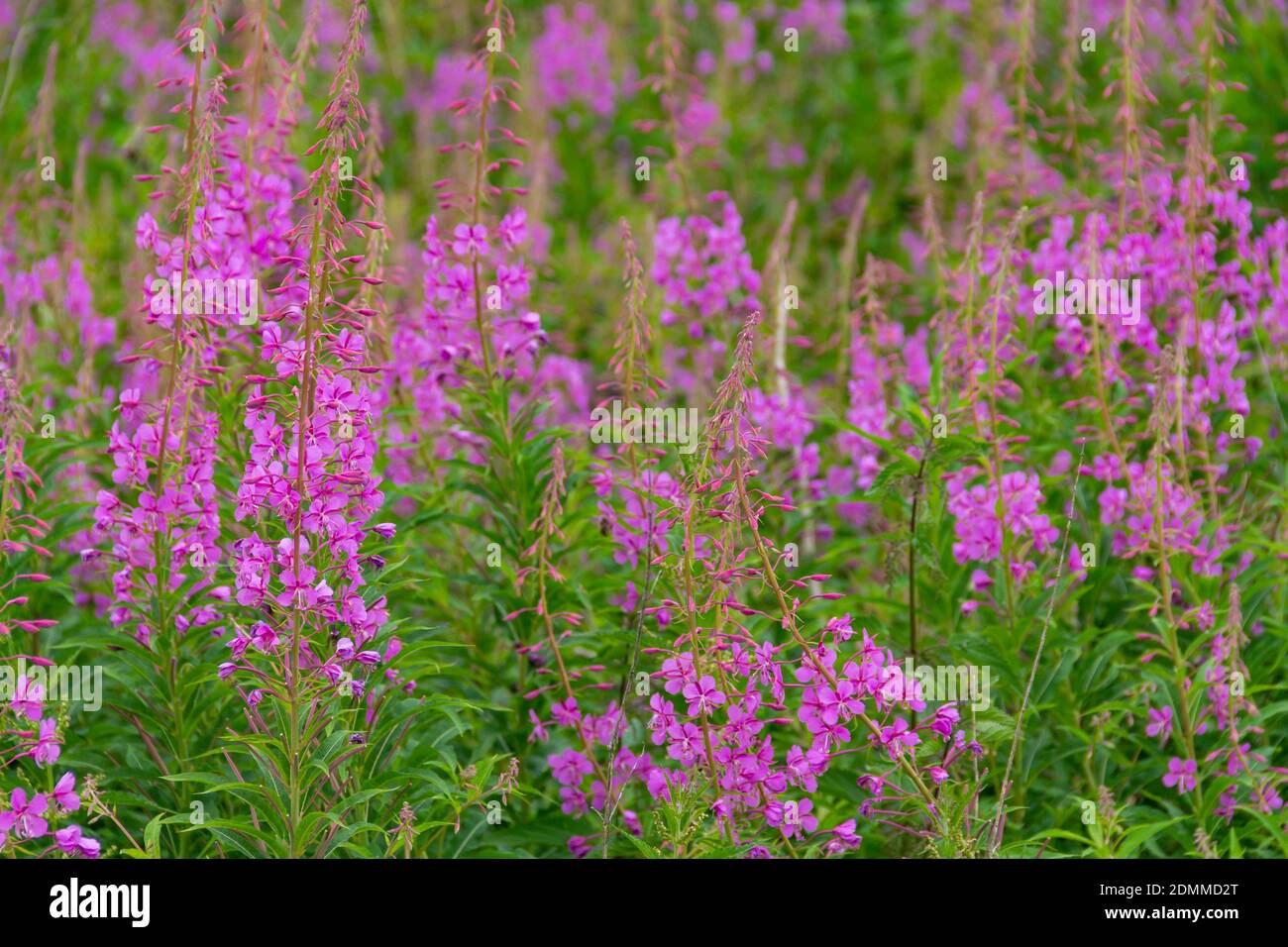 Dense umbel hi-res stock photography and images - Alamy