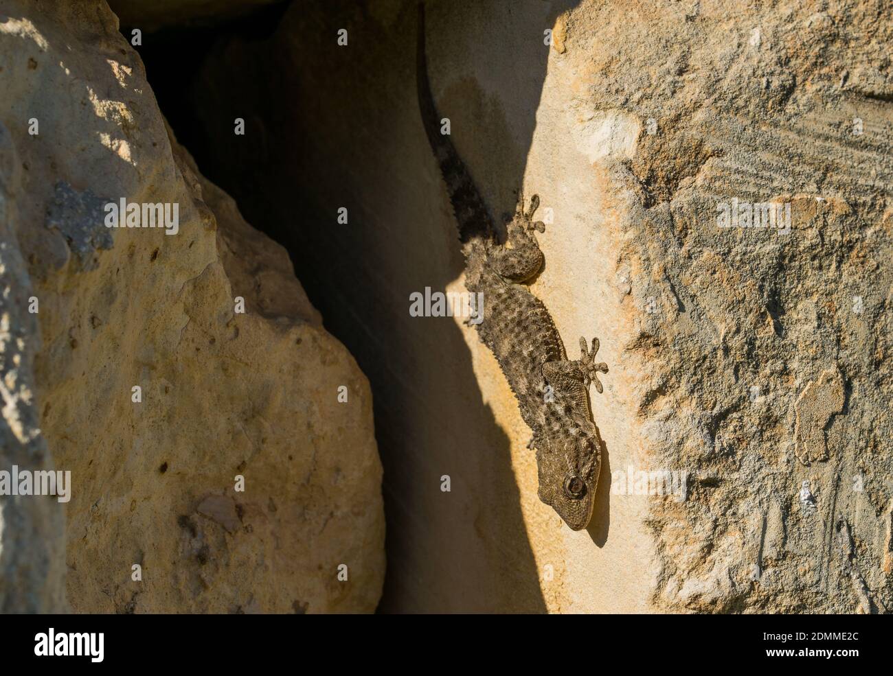 A Moorish Gecko in a rubble wall in the Maltese Islands Stock Photo - Alamy