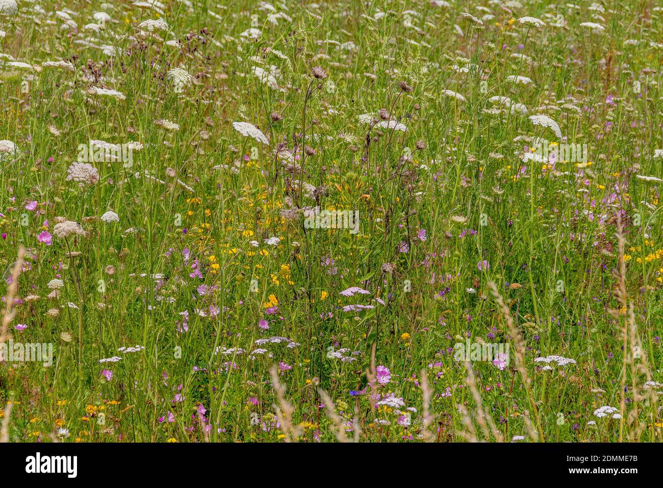 Flora diversity hi-res stock photography and images - Alamy