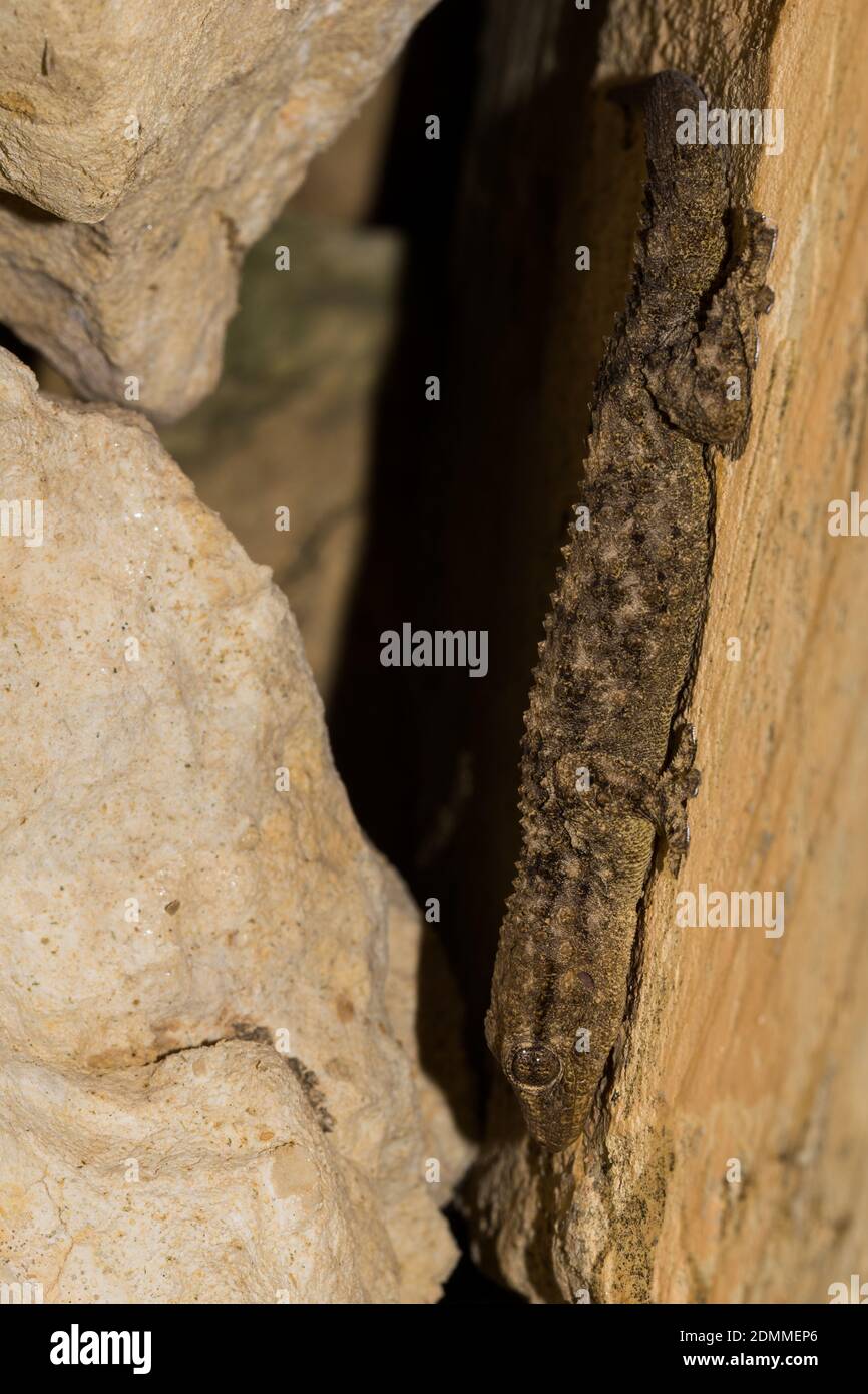 A vertical shot of Moorish Gecko in a rubble wall in the Maltese ...