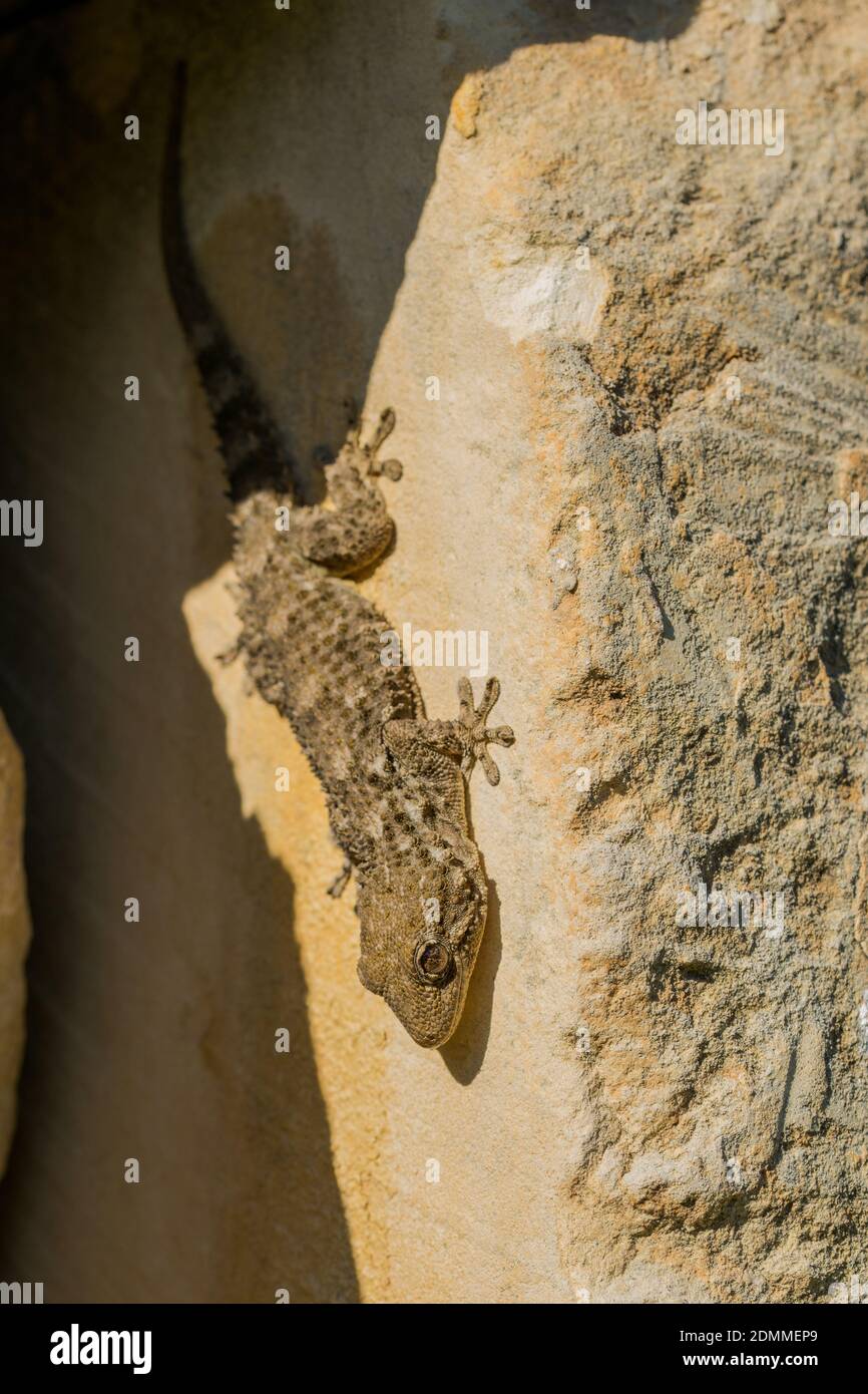 A vertical shot of Moorish Gecko in a rubble wall in the Maltese ...
