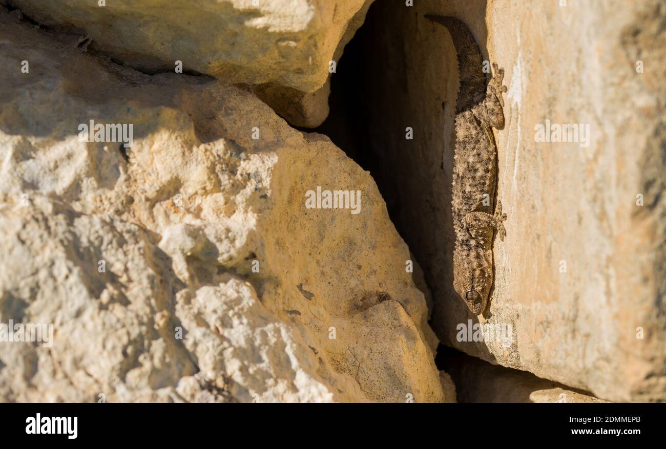 A Moorish Gecko in a rubble wall in the Maltese Islands Stock Photo - Alamy