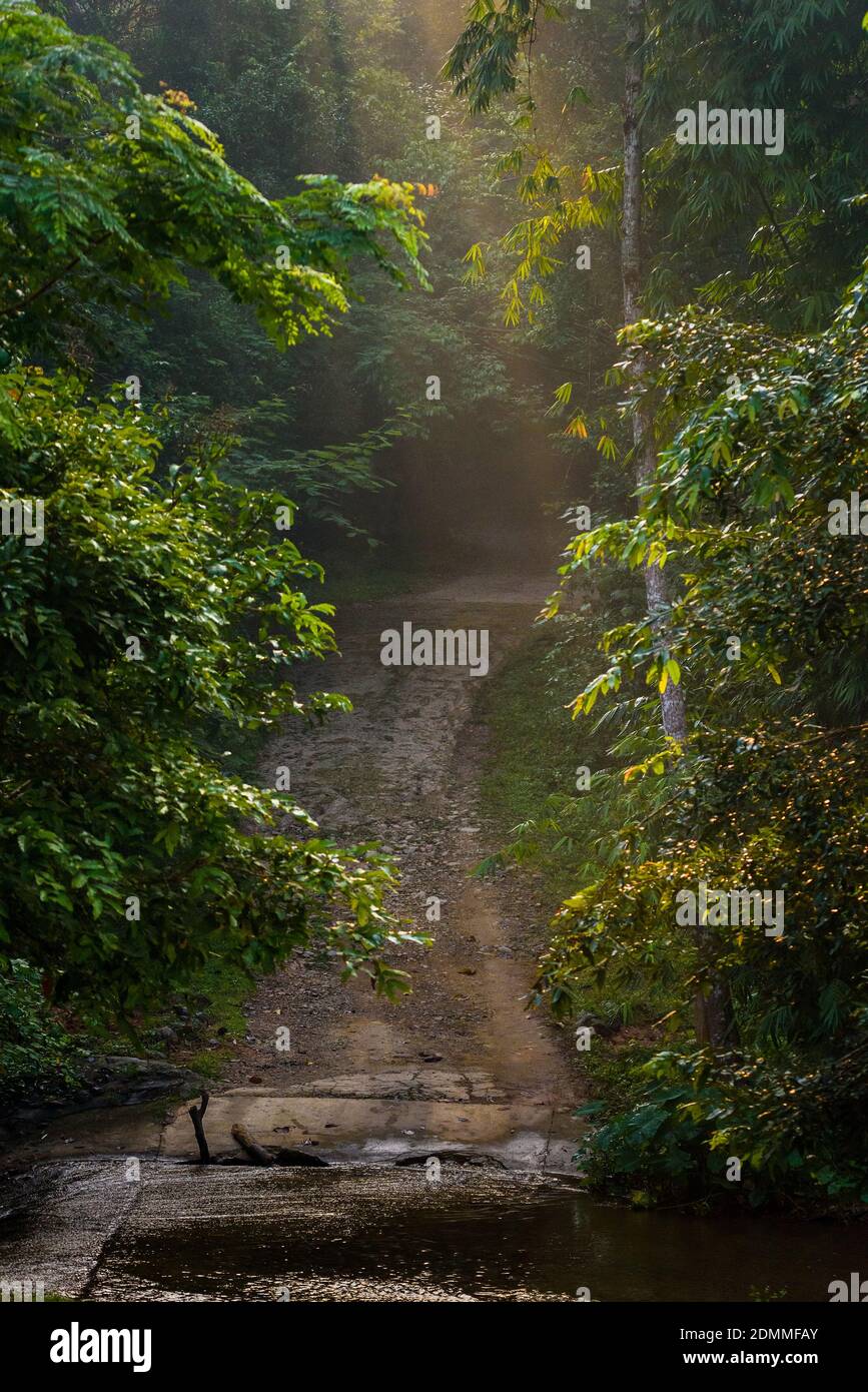 Pathway in middle tropical hi-res stock photography and images - Alamy