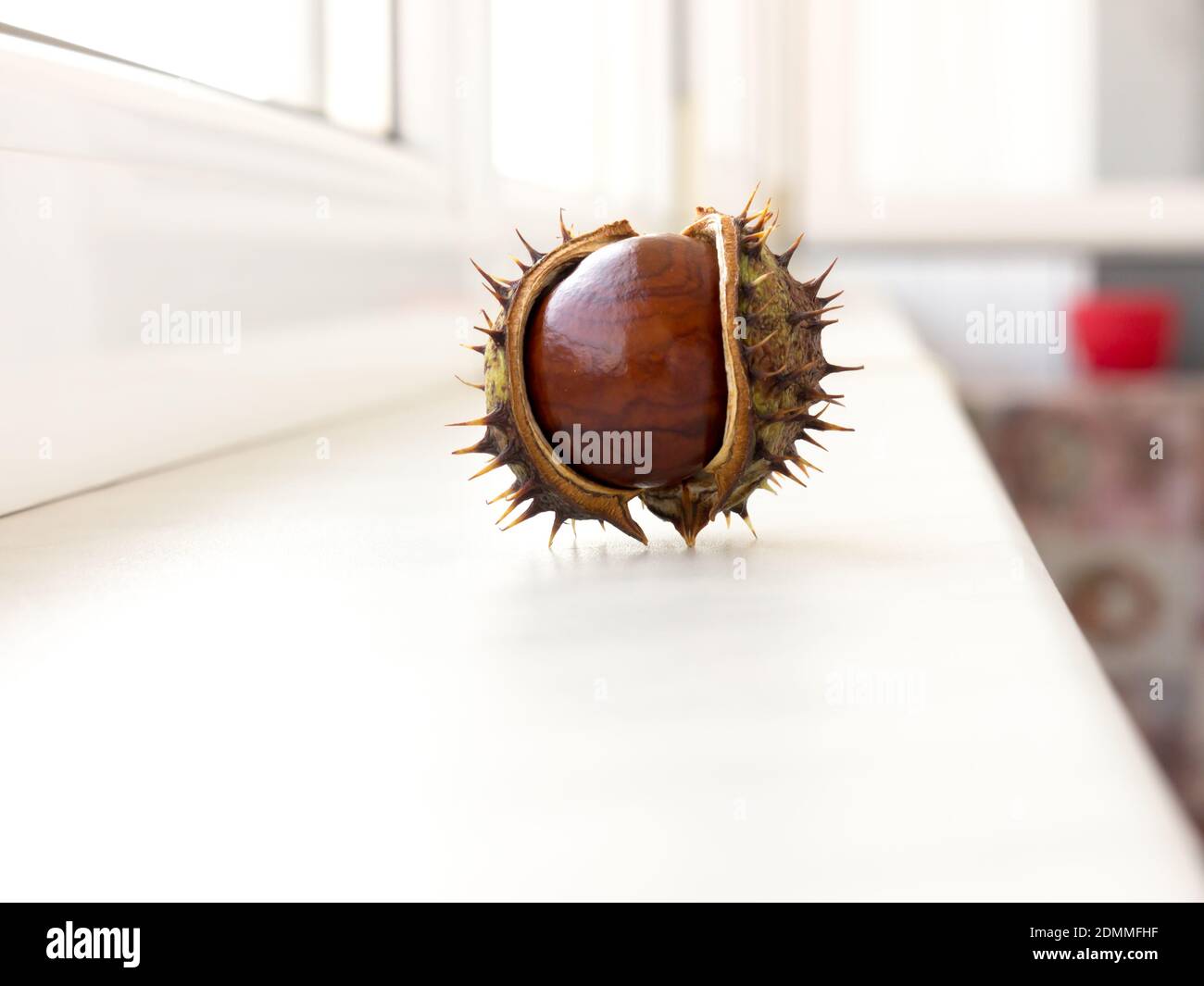 The Chestnut Acorn objects and background Stock Photo - Alamy