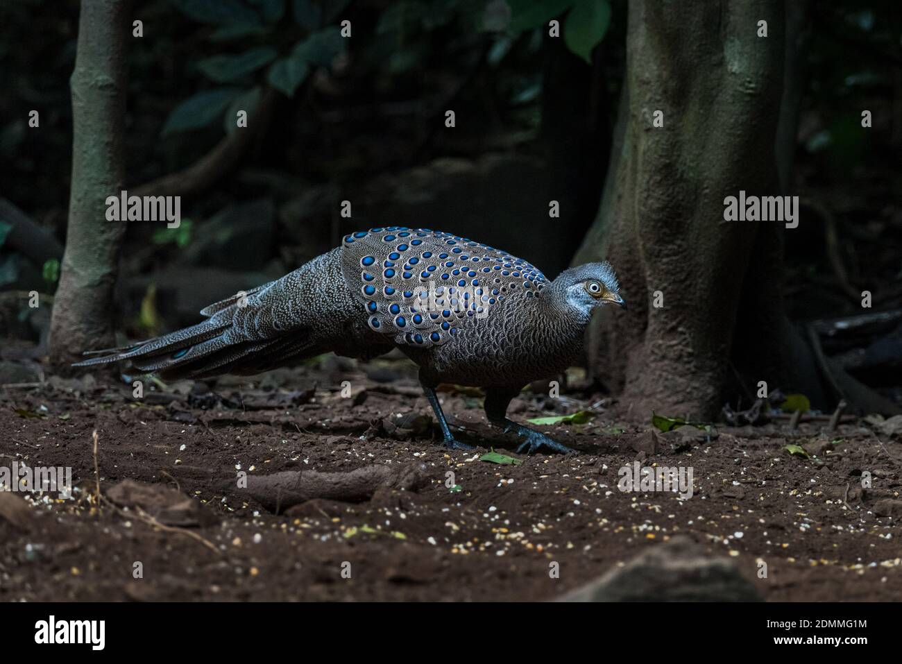 Gray peacock pheasant hi-res stock photography and images - Alamy