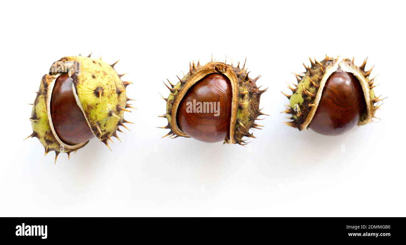 The Chestnut Acorn objects and background Stock Photo - Alamy