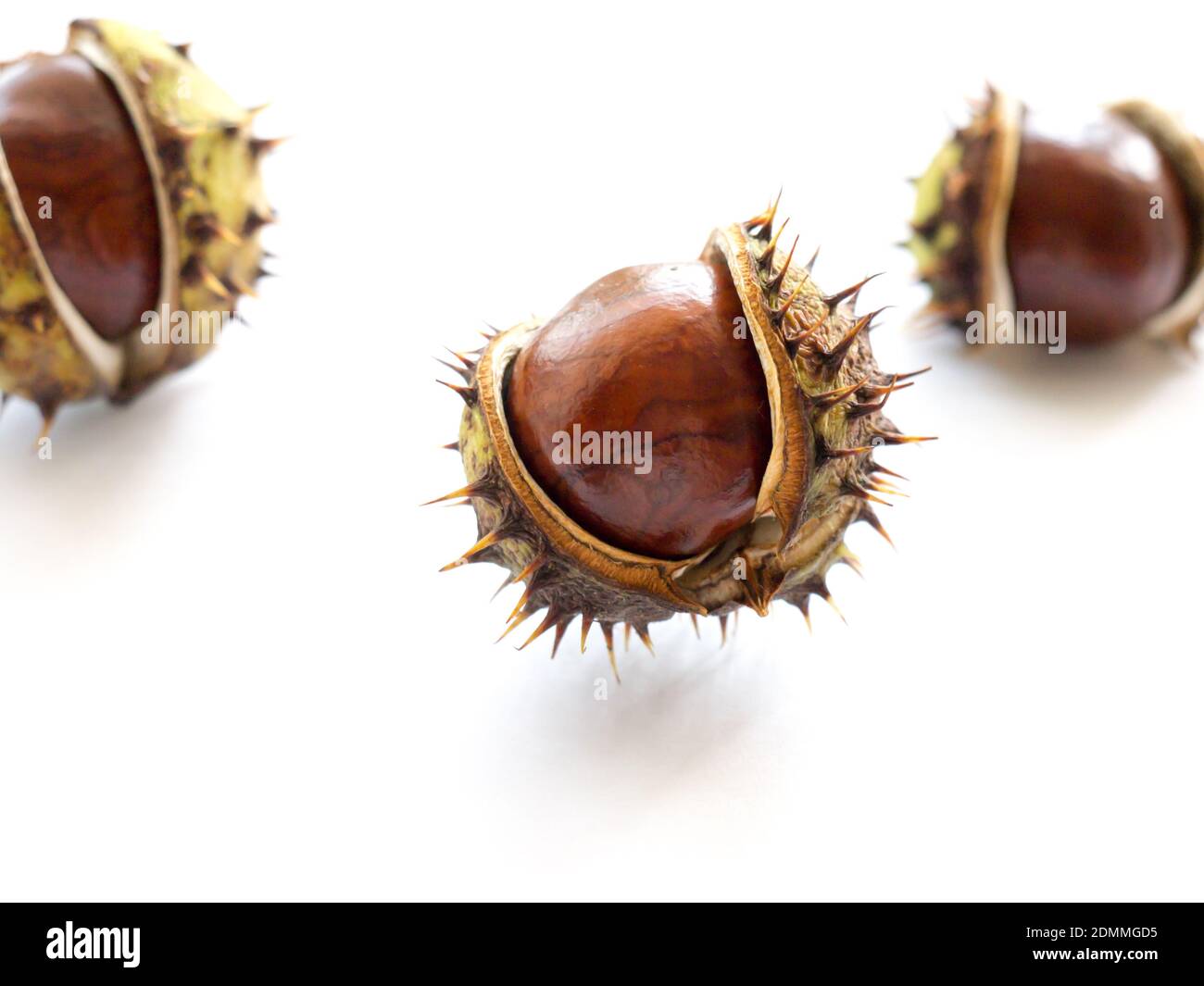 Chestnut ball hi-res stock photography and images - Alamy