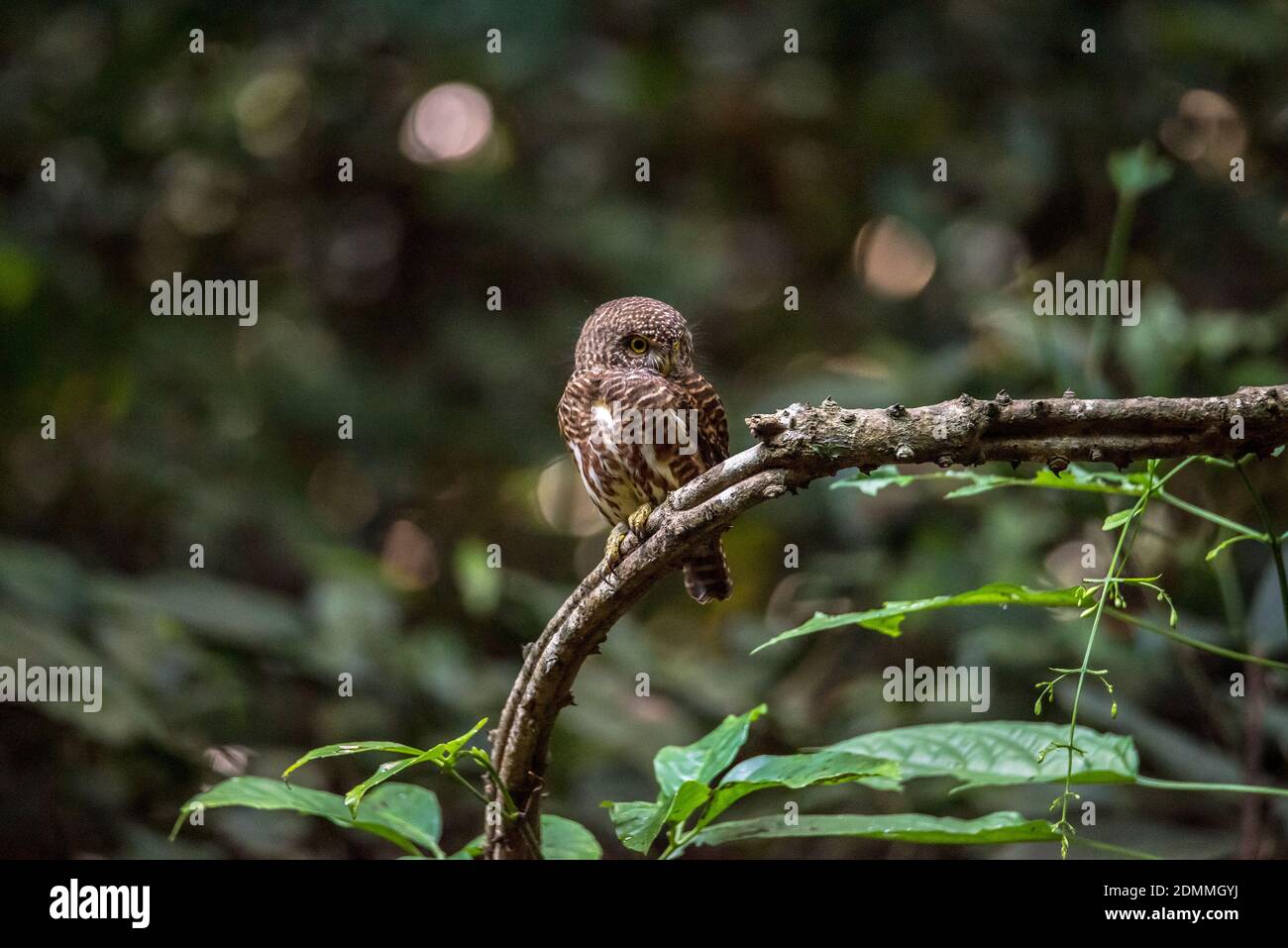 Glaucidium cuculoides flying hi-res stock photography and images - Alamy