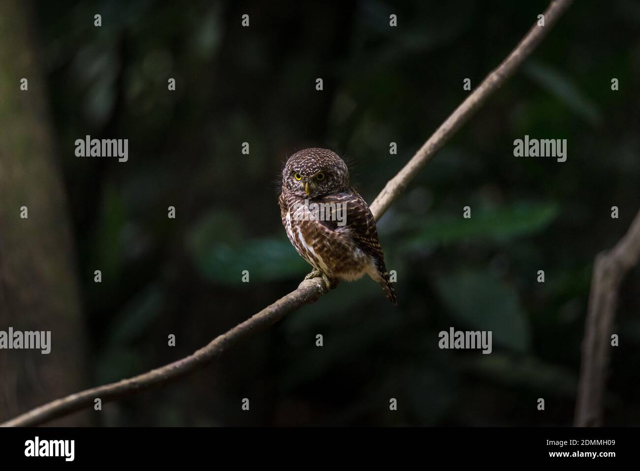 Asian barred owlet (Glaucidium cuculoides) sitting on a branch Stock ...
