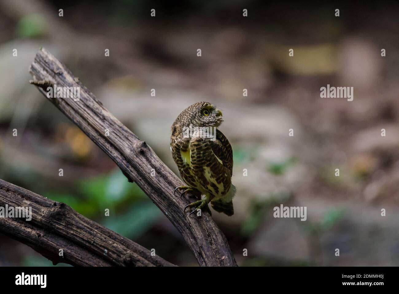 Glaucidium cuculoides flying hi-res stock photography and images - Alamy
