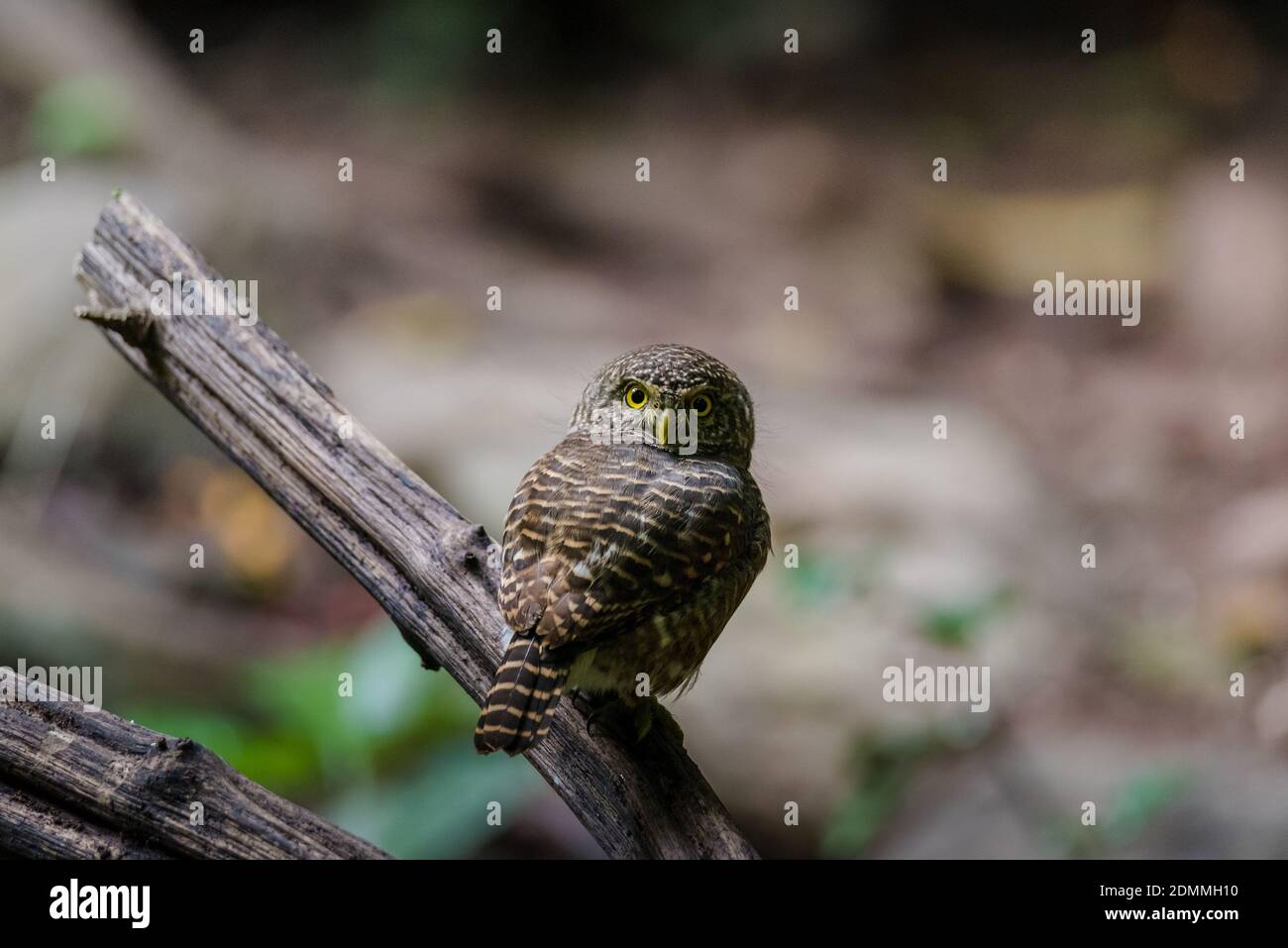 Glaucidium cuculoides flying hi-res stock photography and images - Alamy