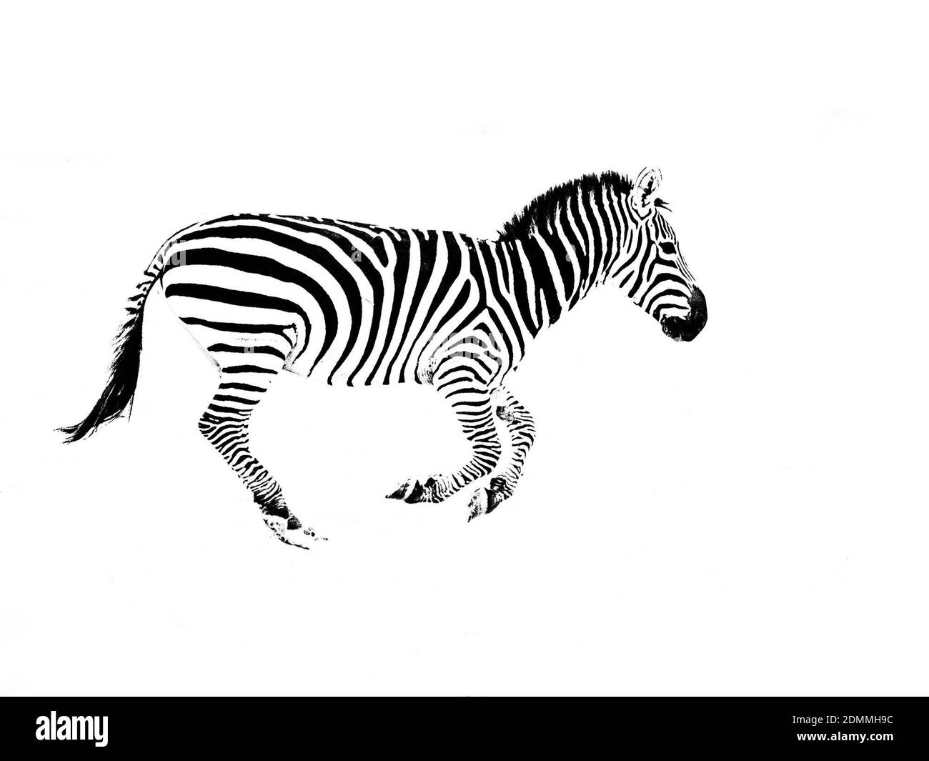 Zebra side view Cut Out Stock Images & Pictures - Alamy