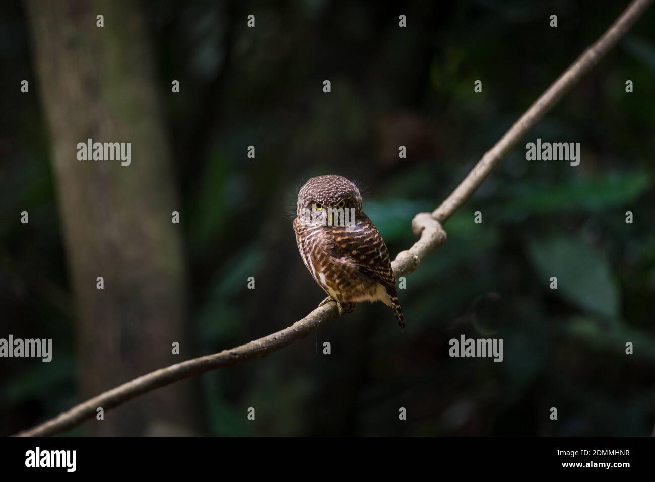 Glaucidium cuculoides flying hi-res stock photography and images - Alamy