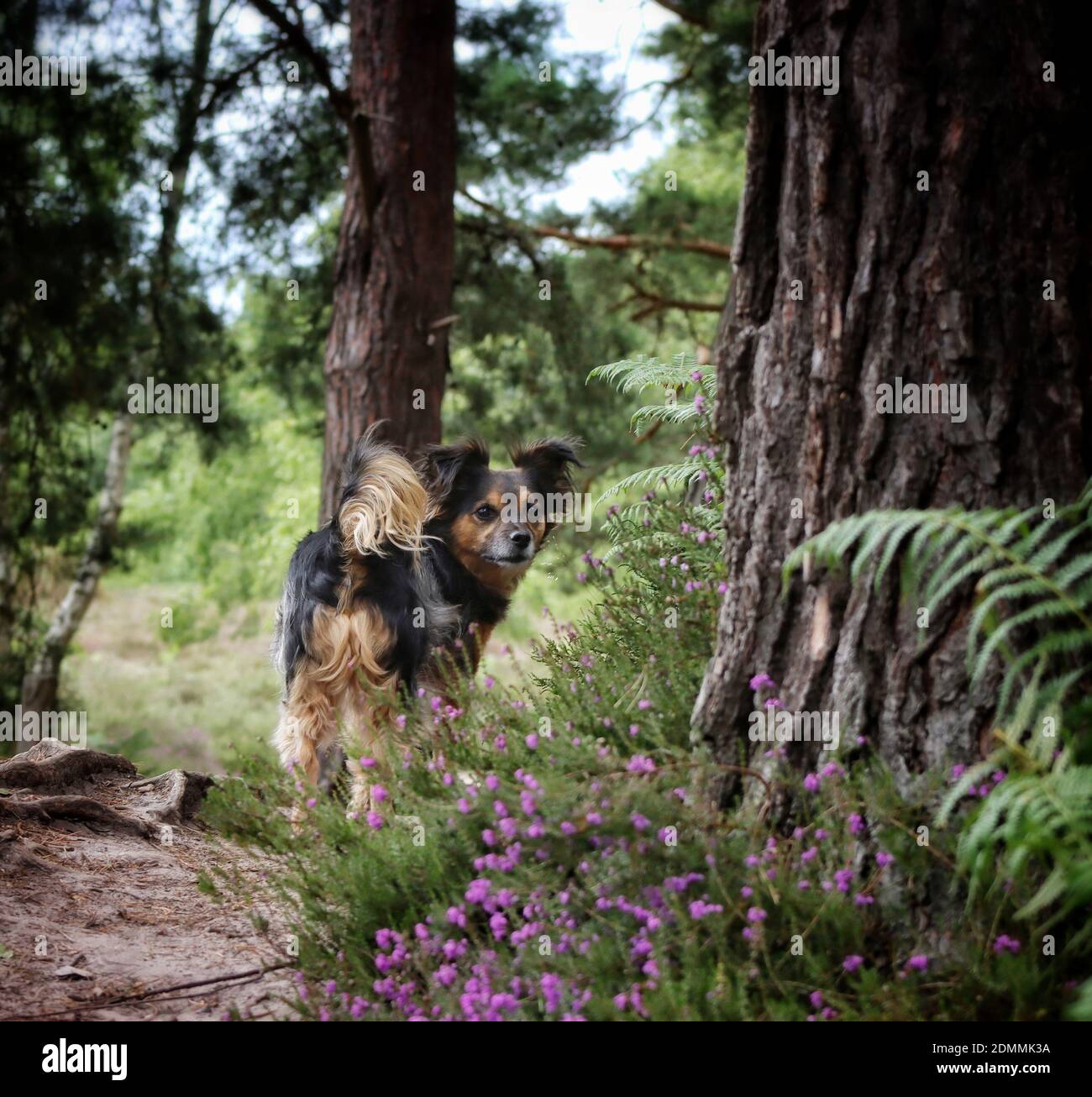 Dog In A Forest Stock Photo - Alamy