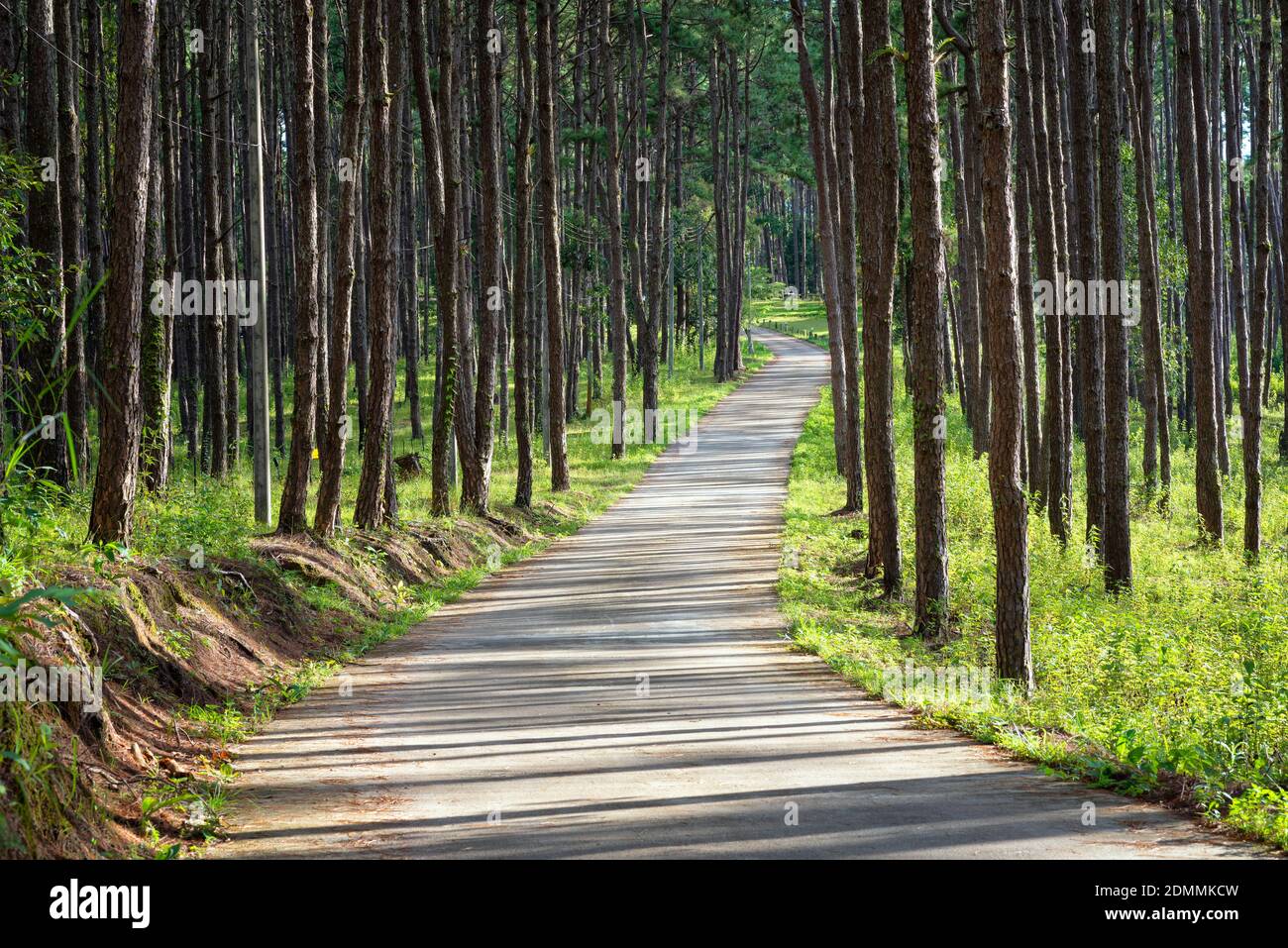 Beautiful Pathway along with nature pine trees with sunshine in summer ...