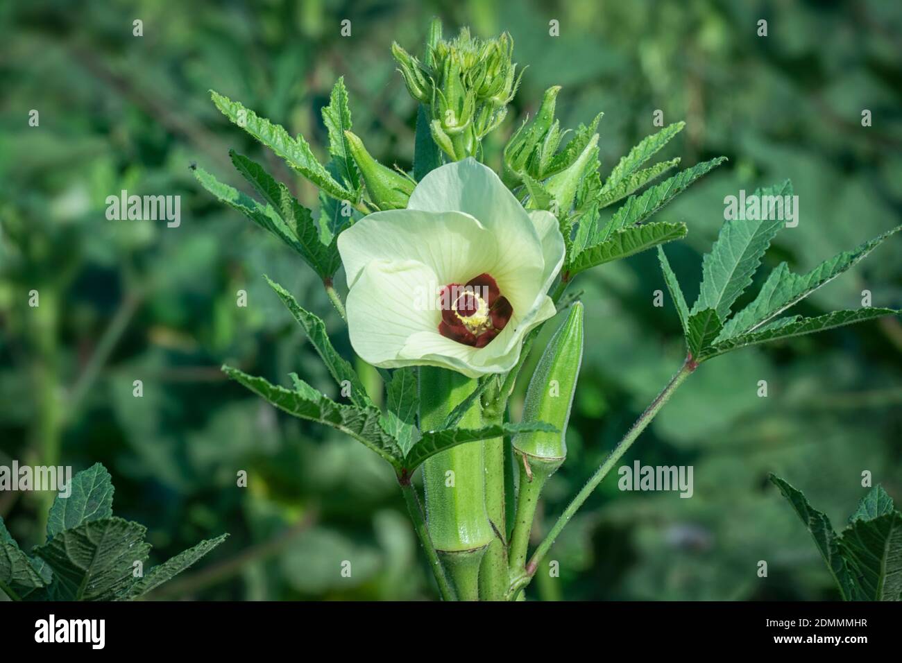 Okra bud hi-res stock photography and images - Alamy