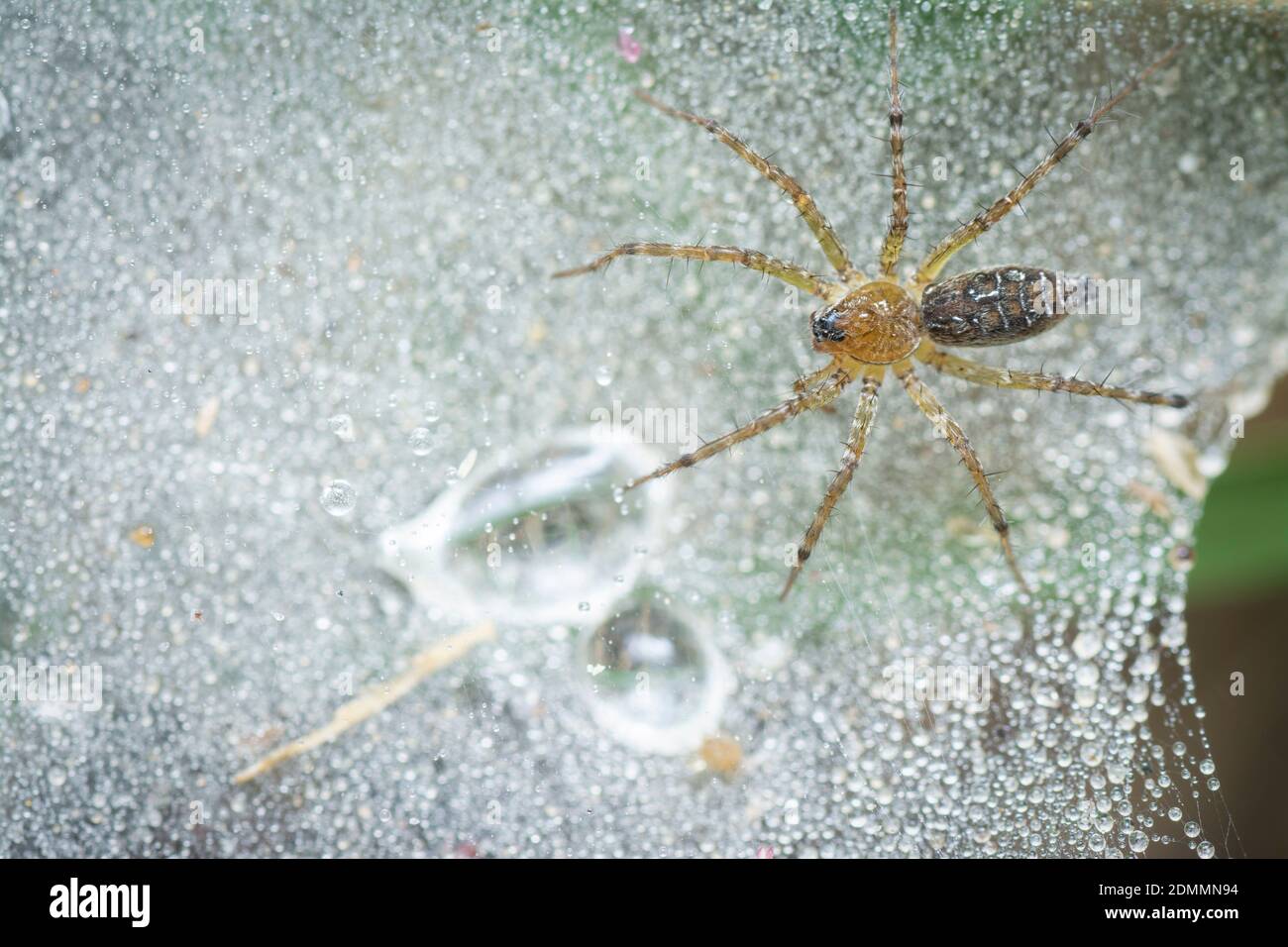 Ground weaver spider hi-res stock photography and images - Alamy
