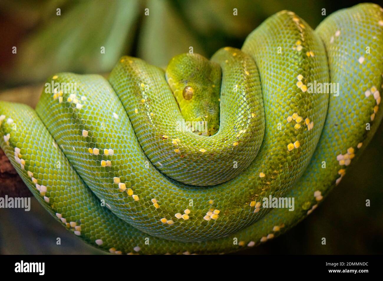 Western Green Mamba High Resolution Stock Photography and Images - Alamy