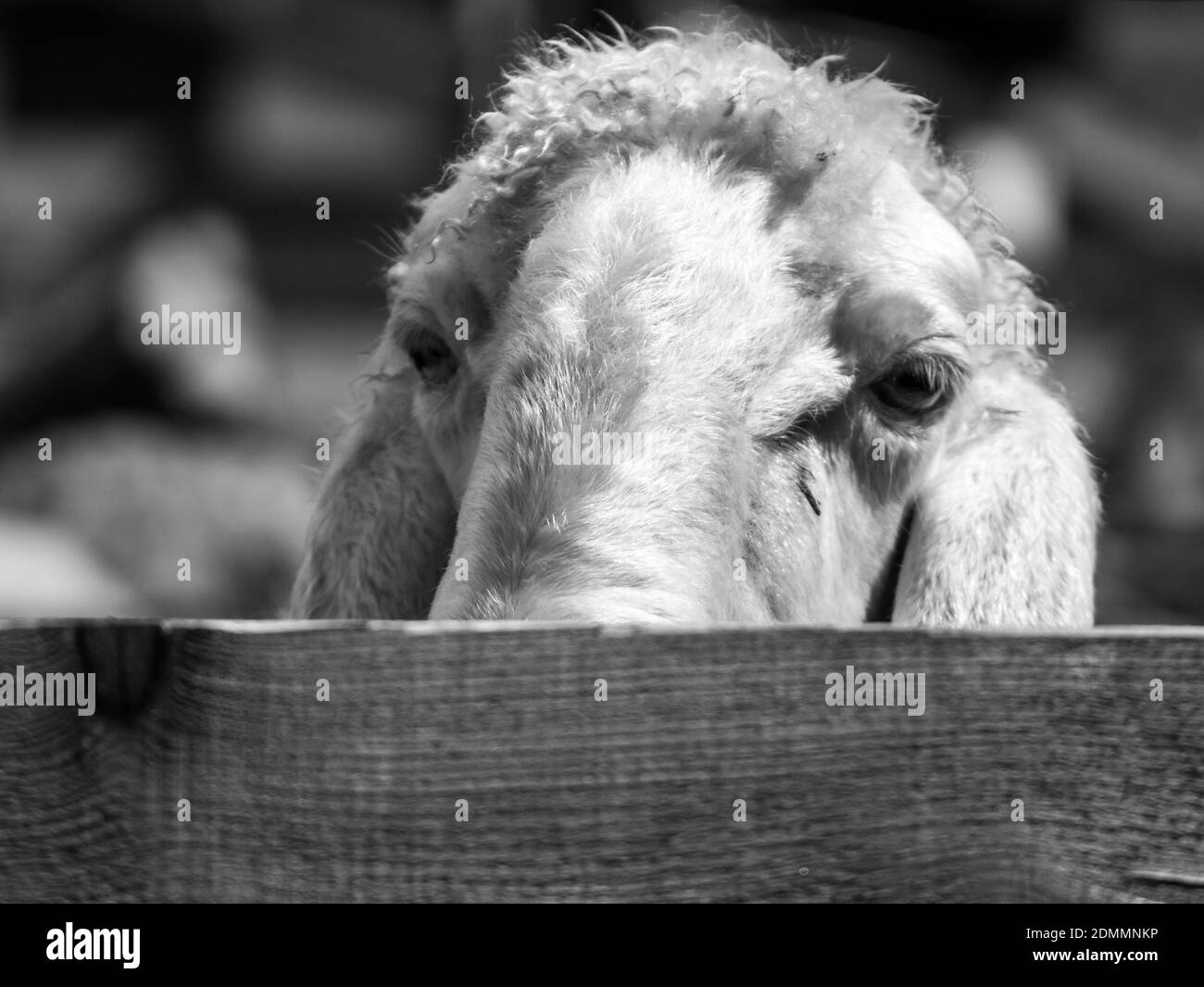Tyrolean mountain sheep behind a fence looking towards the viewer ...