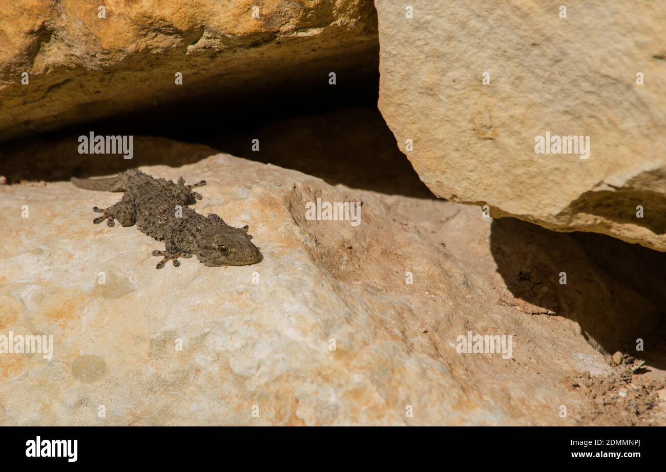 A Moorish Gecko in a rubble wall in the Maltese Islands Stock Photo - Alamy