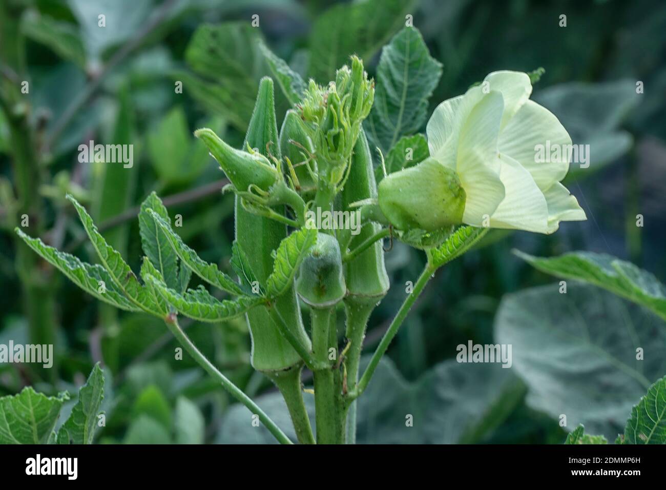 Beautiful okra flower hi-res stock photography and images - Alamy