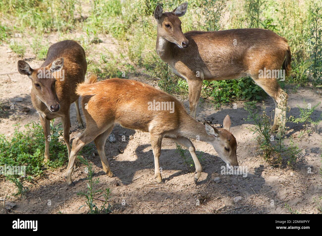 Javan rusa portrait hi-res stock photography and images - Alamy