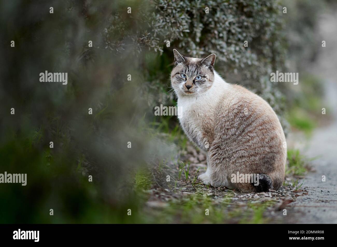 Cats looking backwards hi-res stock photography and images - Alamy