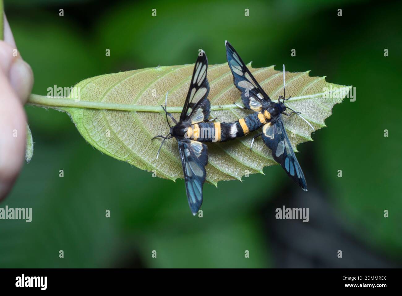 Amata hi-res stock photography and images - Alamy