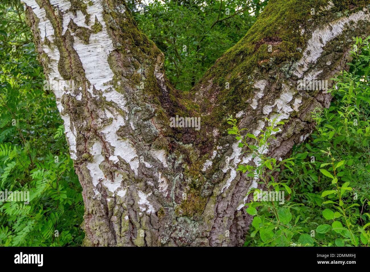 Trunk branch crotch hi-res stock photography and images - Alamy