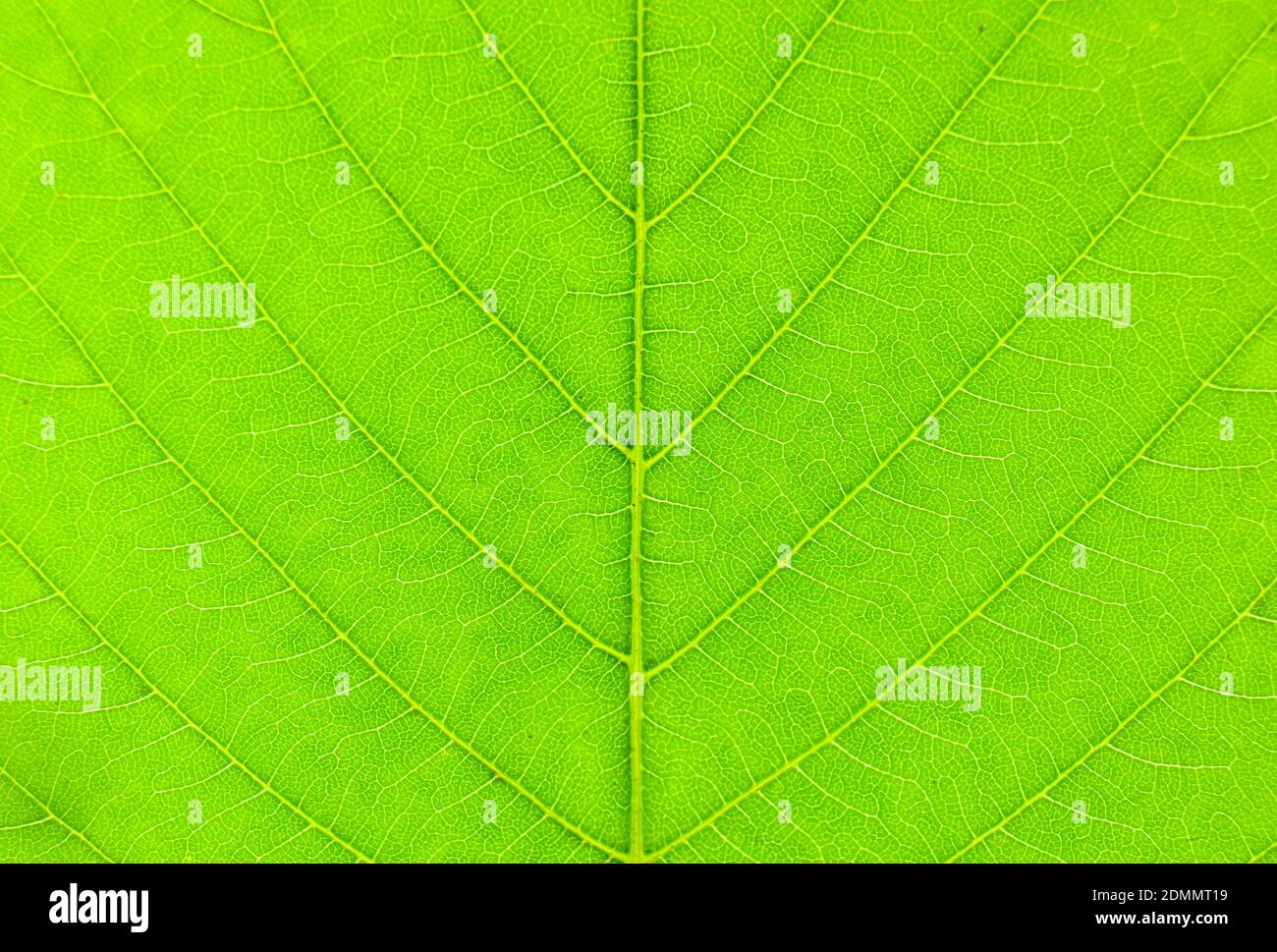 Texture of green leaf close-up. Natural background, leaf fibers Stock ...