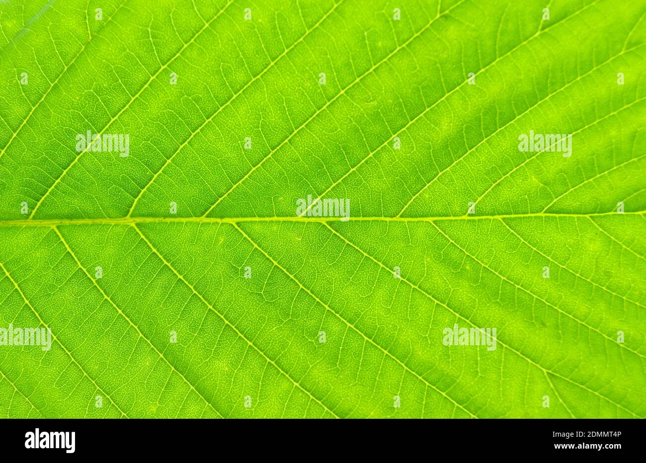 Texture of green leaf close-up. Natural background, leaf fibers Stock ...