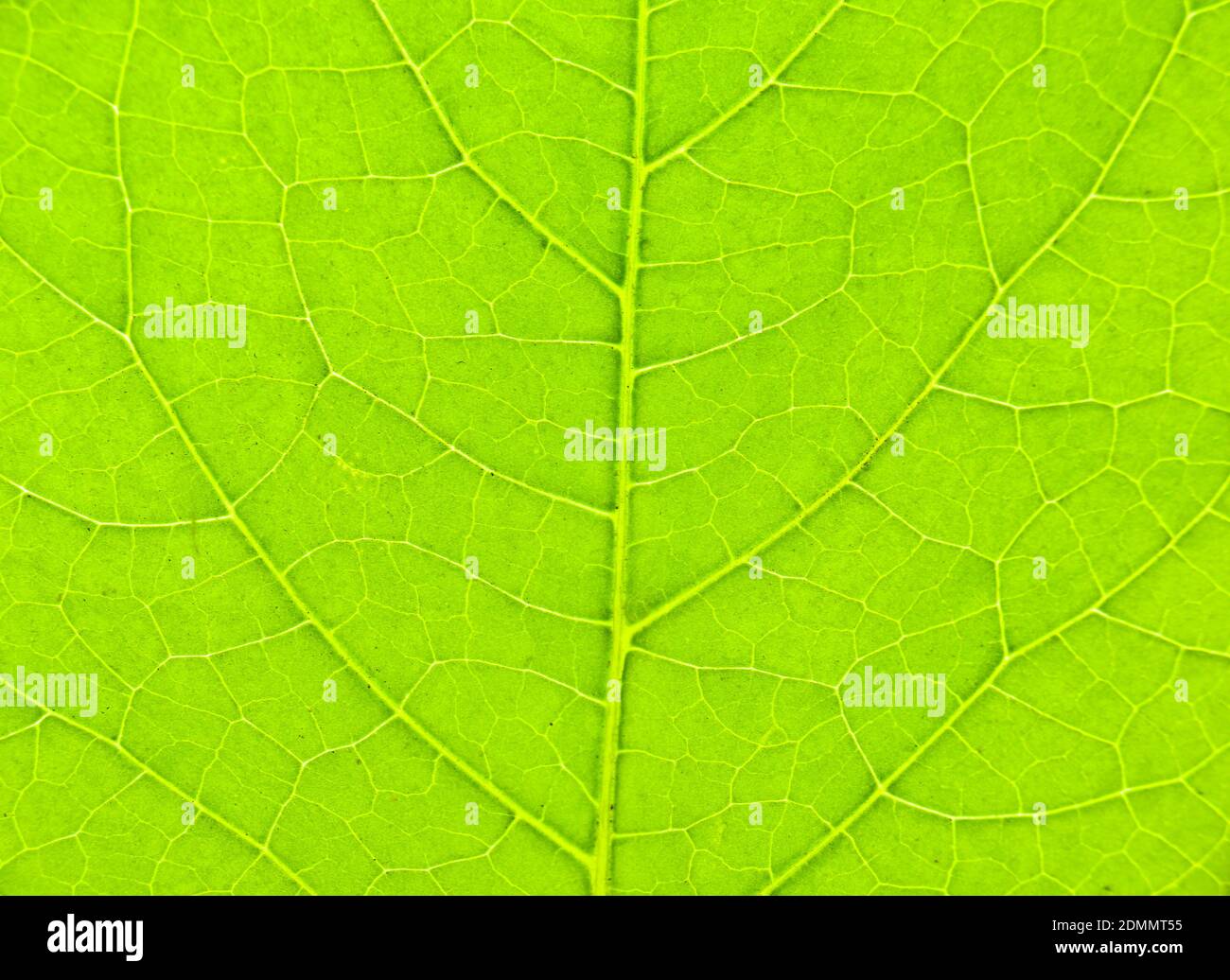 Texture of green leaf close-up. Natural background, leaf fibers Stock ...