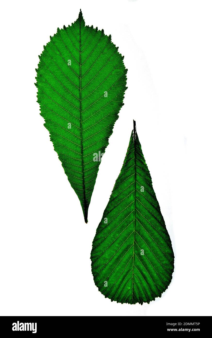 Two green maple leaf isolated on white background Stock Photo - Alamy