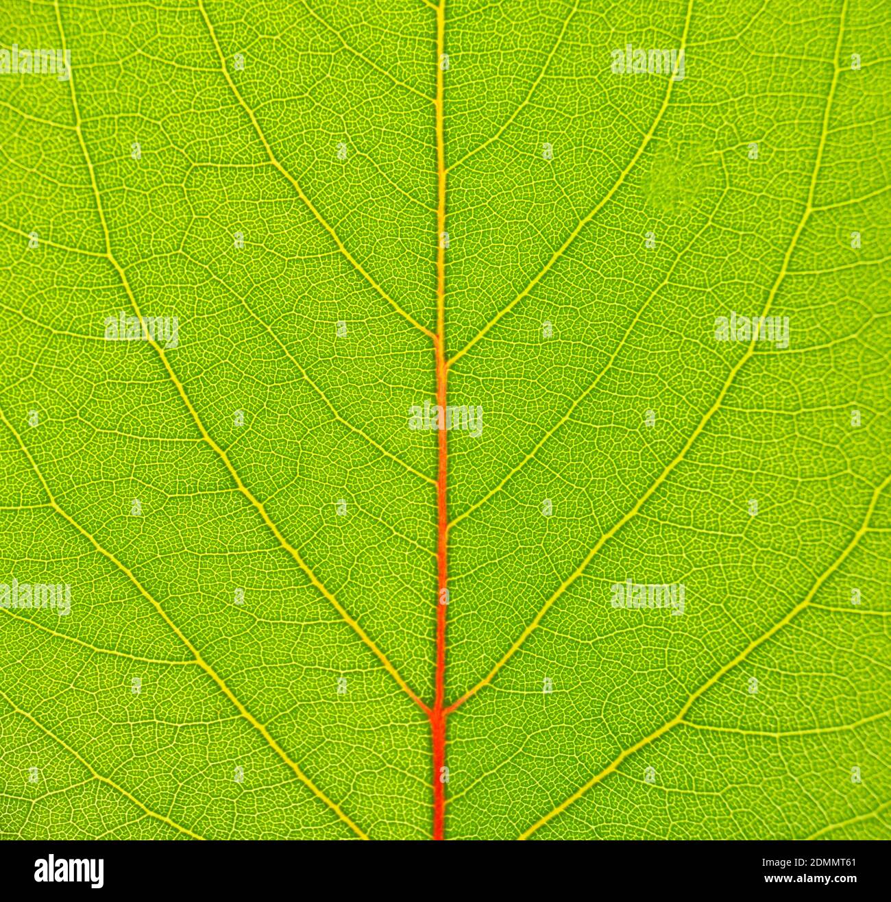 Texture of green leaf close-up. Natural background, leaf fibers Stock ...