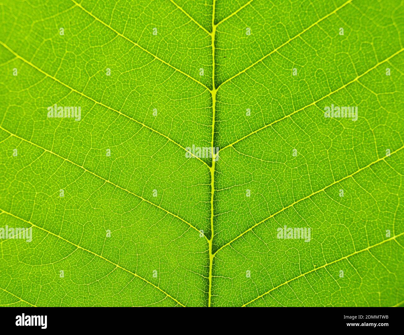 Texture of green leaf close-up. Natural background, leaf fibers Stock ...