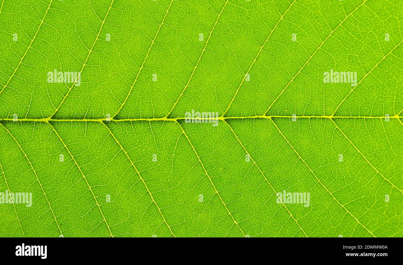 Texture of green leaf close-up. Natural background, leaf fibers Stock ...