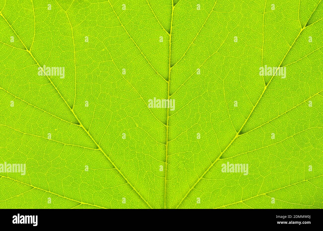 Texture of green leaf close-up. Natural background, leaf fibers Stock ...