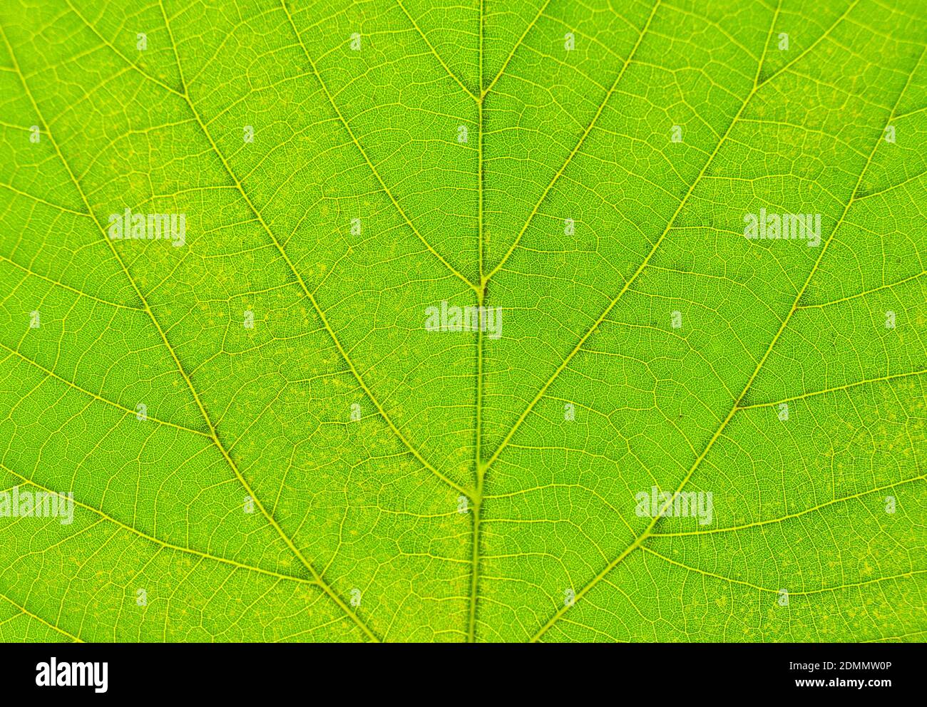 Texture of green leaf close-up. Natural background, leaf fibers Stock ...