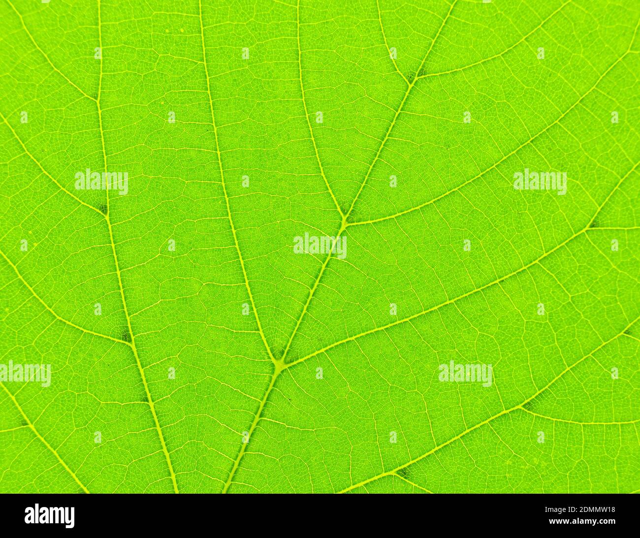 Texture of green leaf close-up. Natural background, leaf fibers Stock ...