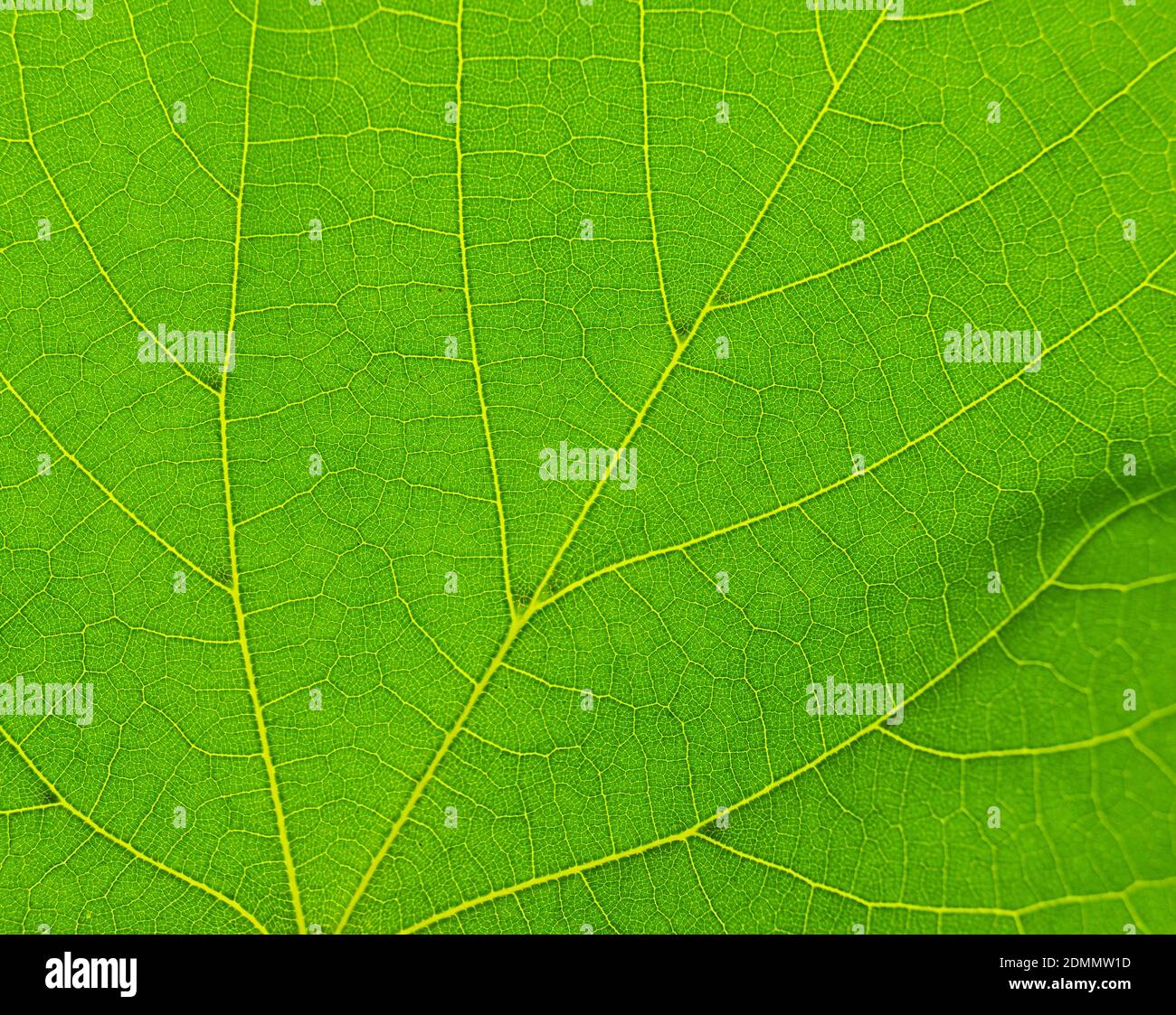 Texture of green leaf close-up. Natural background, leaf fibers Stock ...