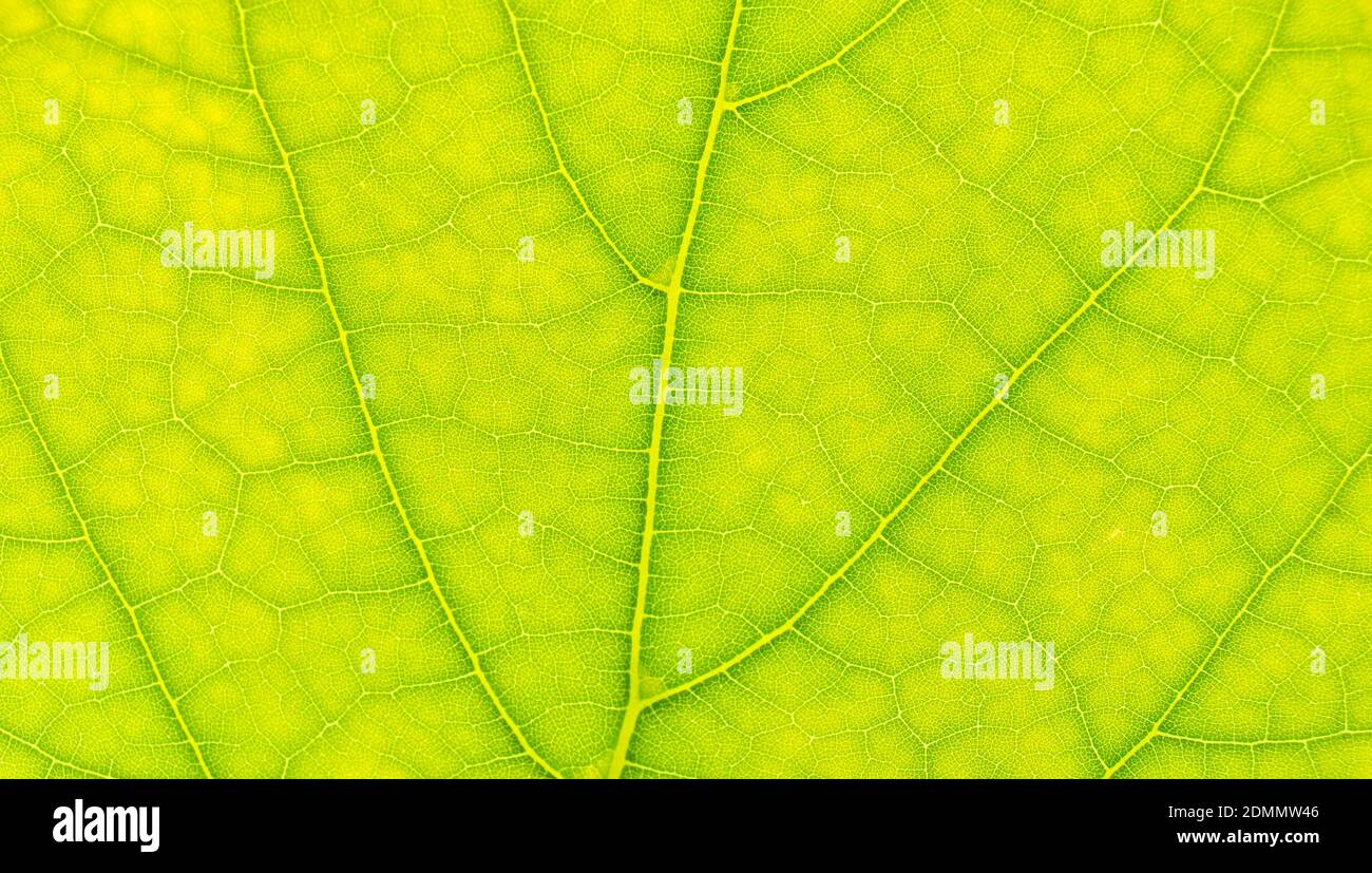 Texture of green leaf close-up. Natural background, leaf fibers Stock ...