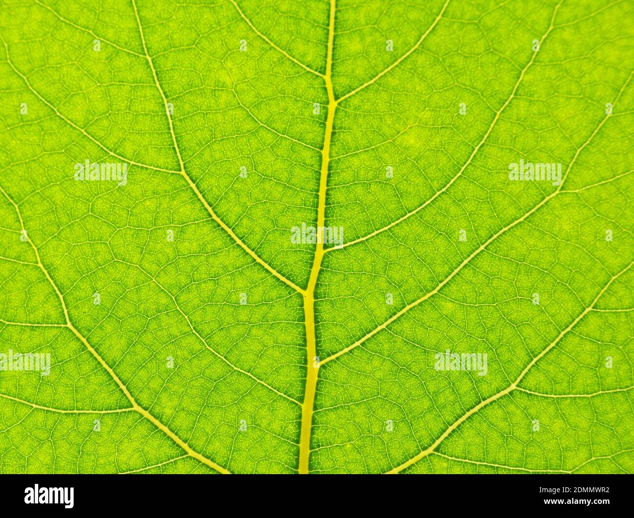Texture of green leaf close-up. Natural background, leaf fibers Stock ...