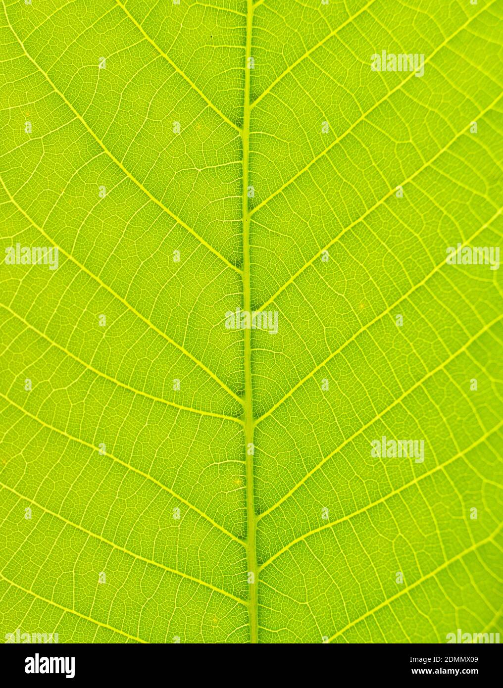 Texture of green leaf close-up. Natural background, leaf fibers Stock ...