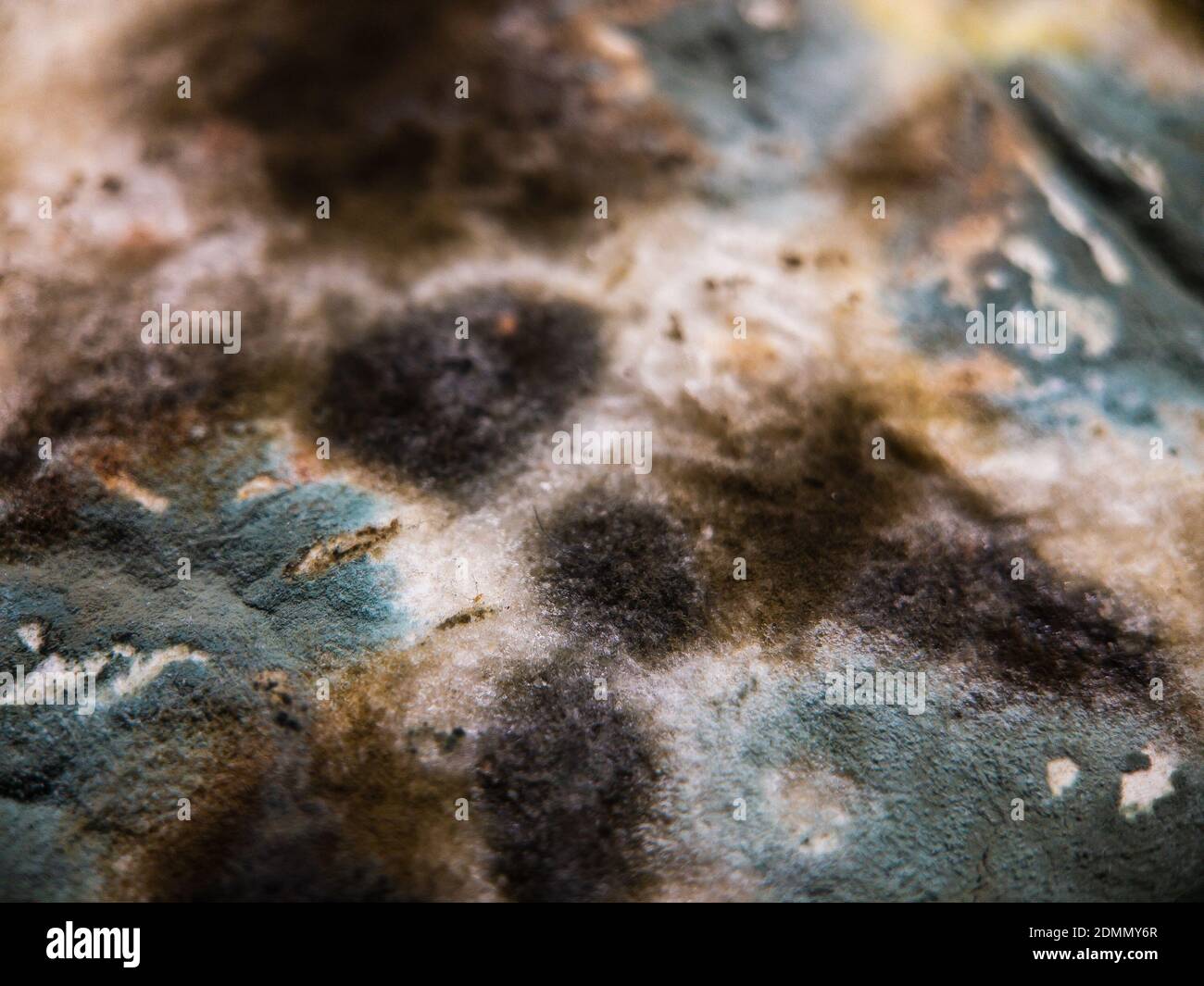 Stone covered with various mildew Stock Photo - Alamy