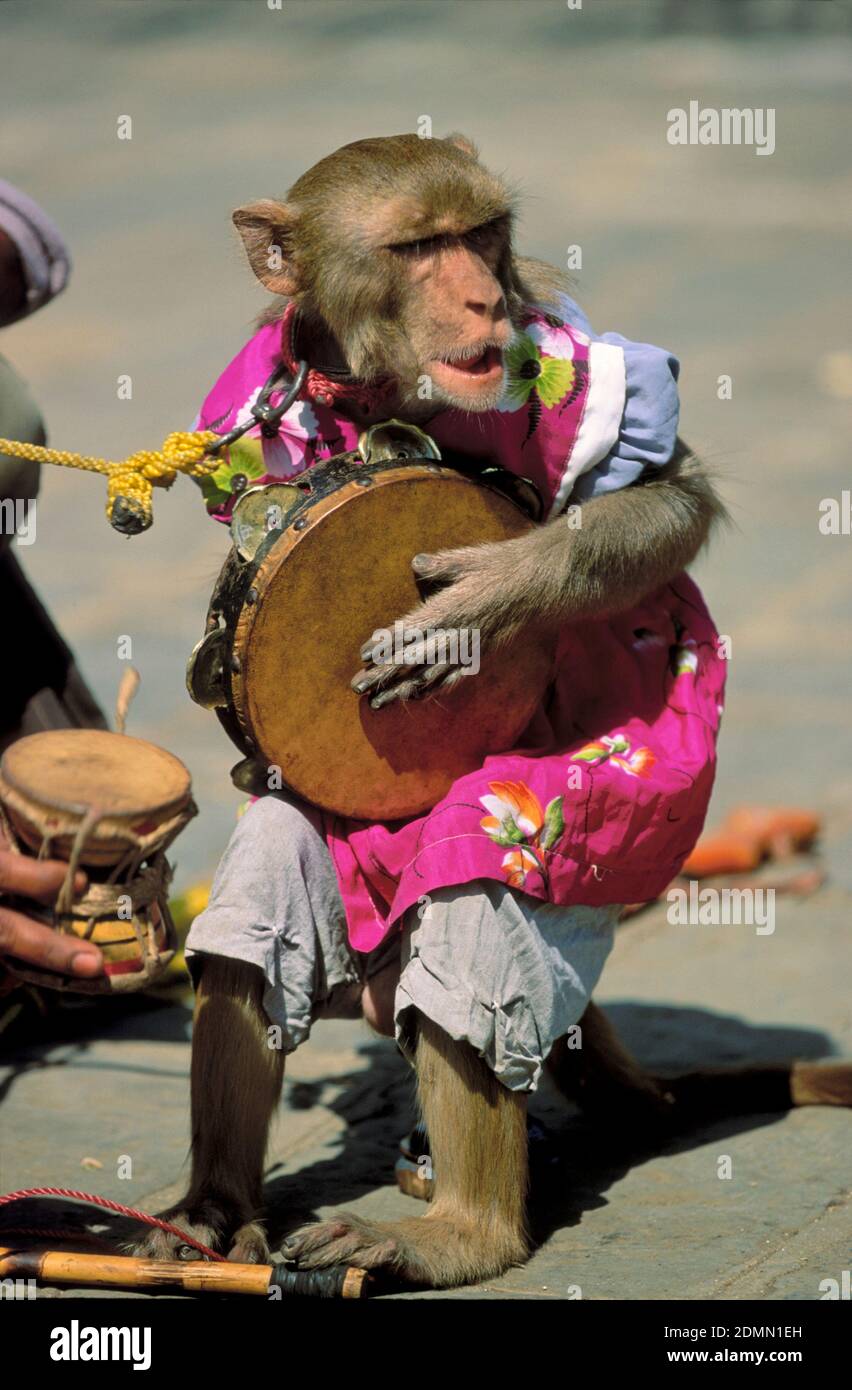 Monkey drum drum hi-res stock photography and images - Alamy
