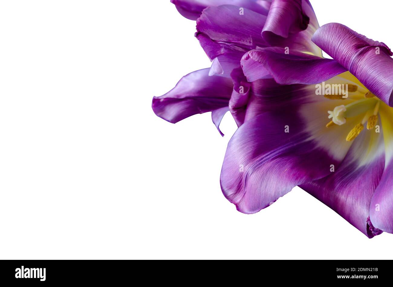 Violet tulip flower close-up. A beautiful open flower with a pestle and ...
