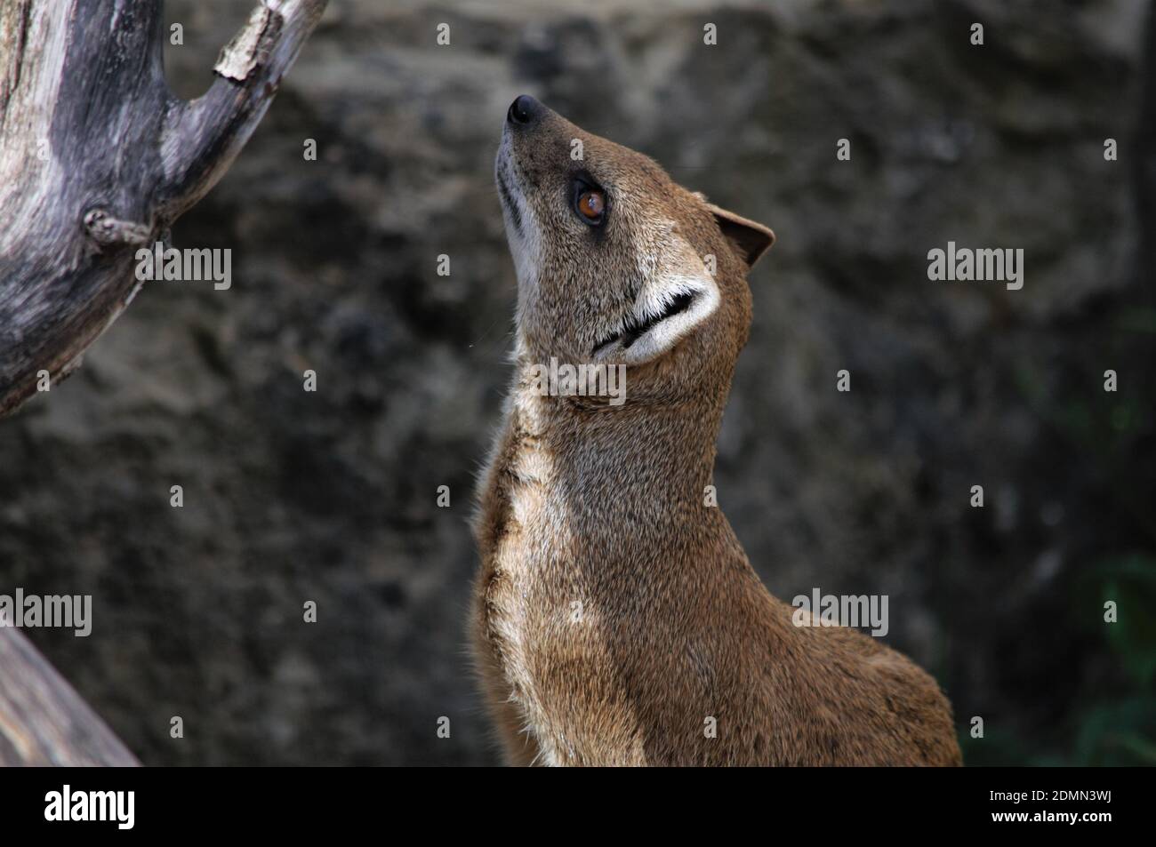 Mongoose body hi-res stock photography and images - Alamy